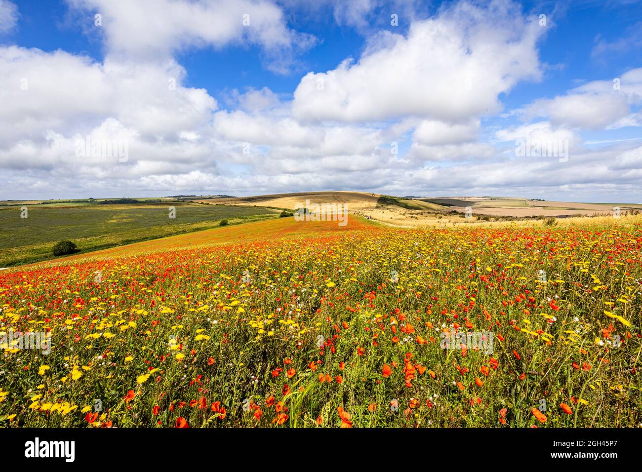 Poppies and wild flowers in August on the south downs near Lancing West ...