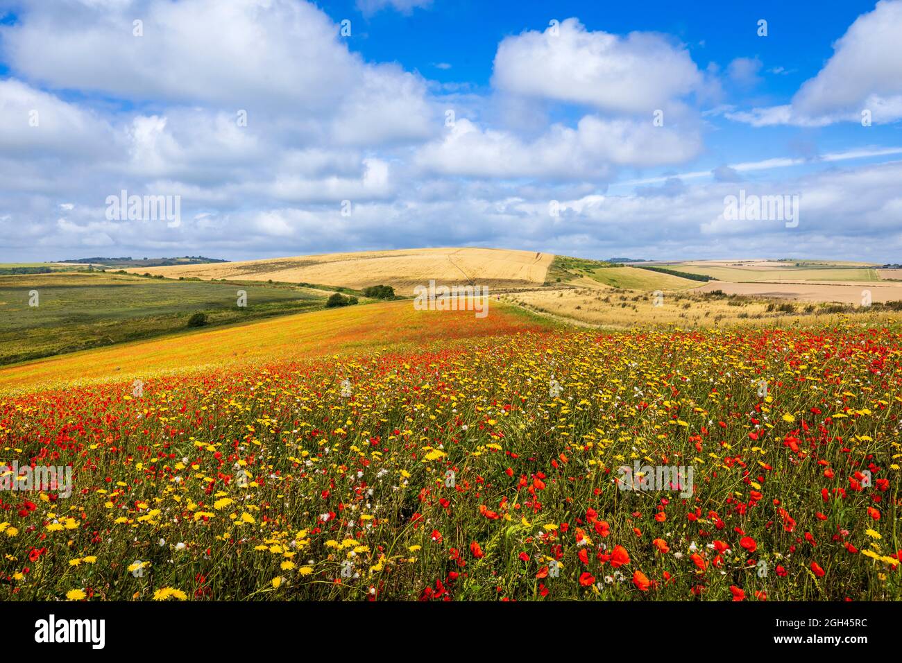 Poppies and wild flowers in August on the south downs near Lancing West ...