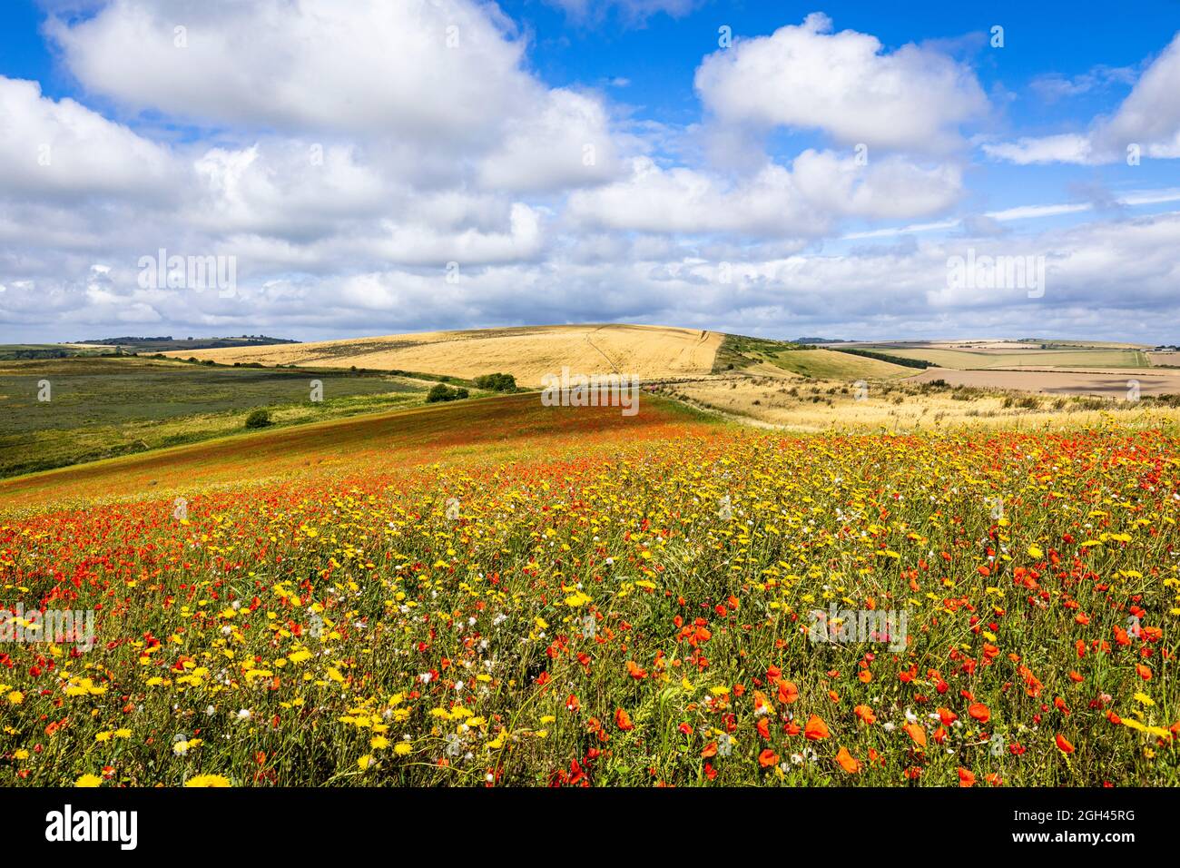 Poppies south downs east sussex hi-res stock photography and images - Alamy