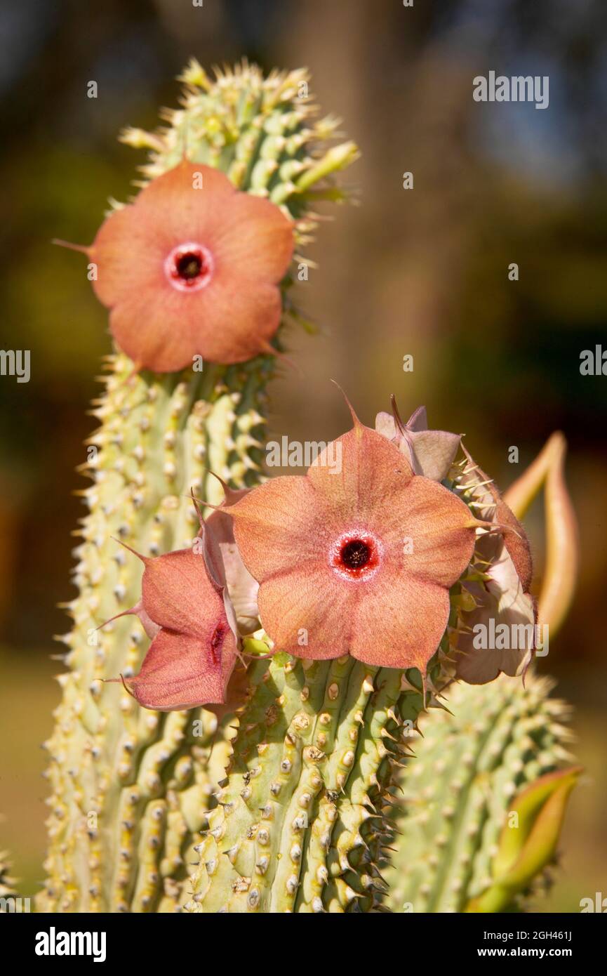 Hoodia gordonii hi-res stock photography and images - Alamy