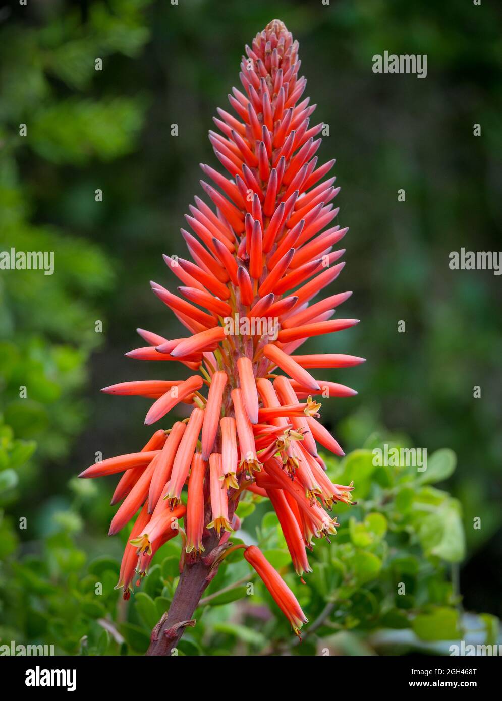 Inkalane or umhlabana hi-res stock photography and images - Alamy