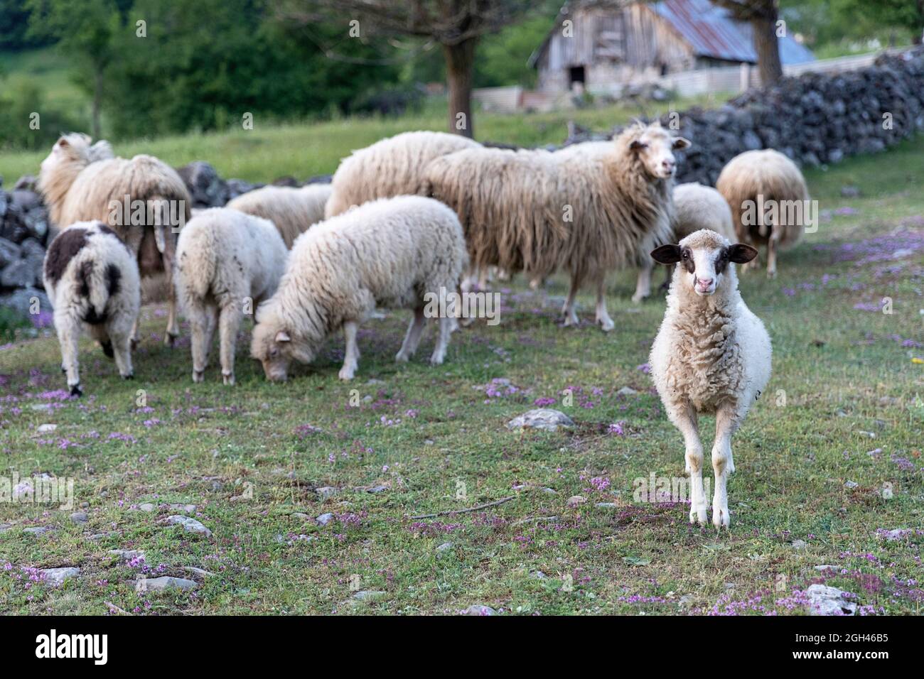 Flock of sheep grazing at Lepushe, Lëpushë, Kelmend region, Albanian ...