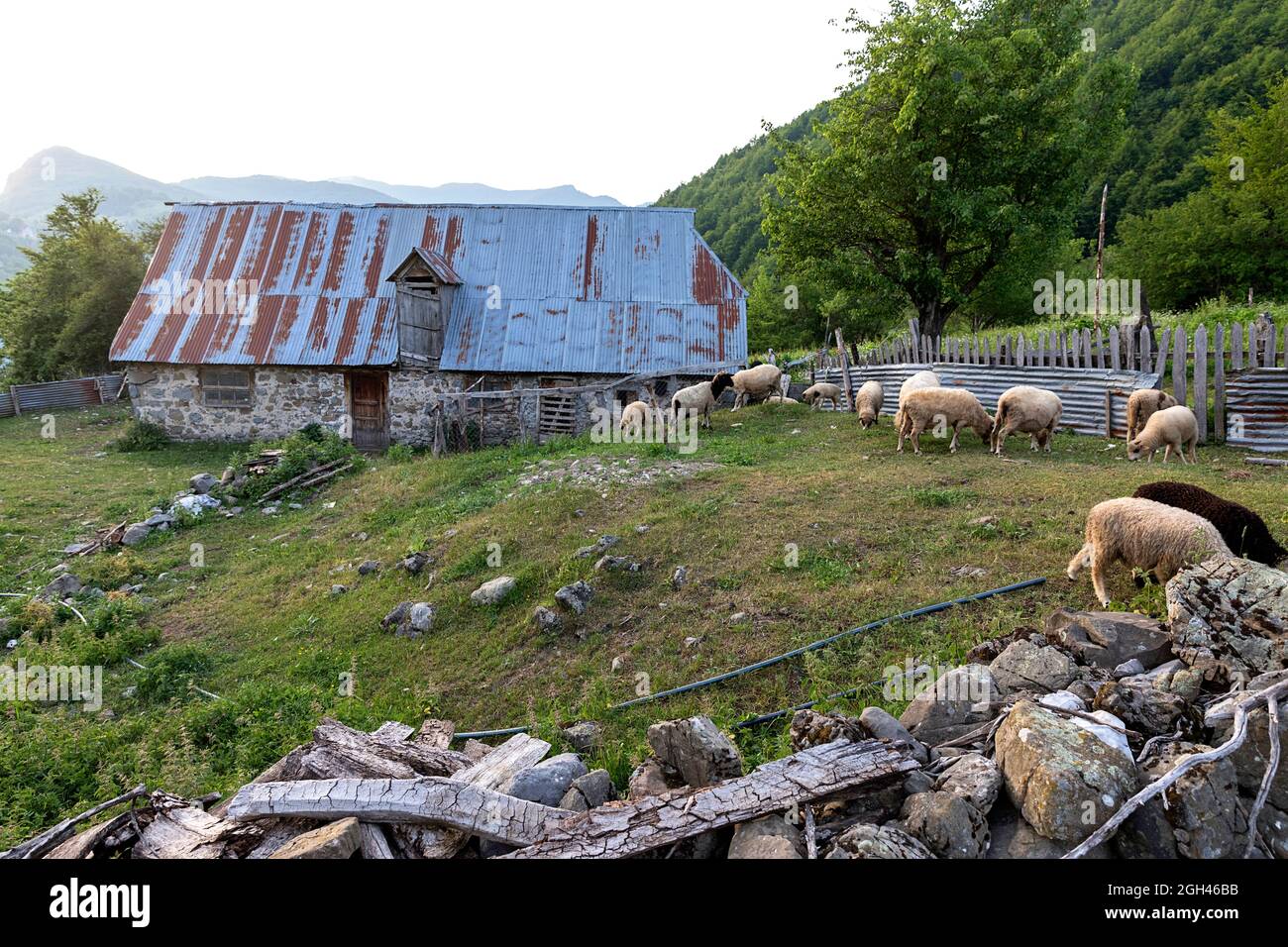 Shepherd with sheep at Lepushe, Lëpushë, Kelmend region, Albanian Alps ...