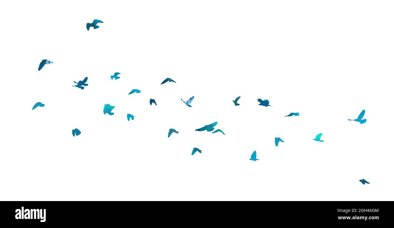 A flock of blue birds. Vector illustration Stock Vector Image & Art - Alamy