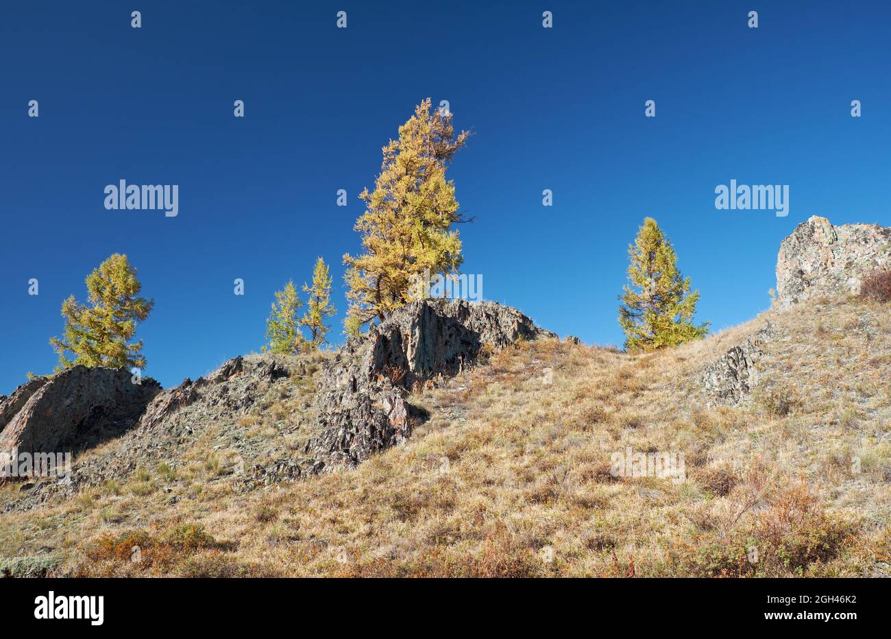 Altai autumn landscape with stones and yellow larch trees. Altai ...