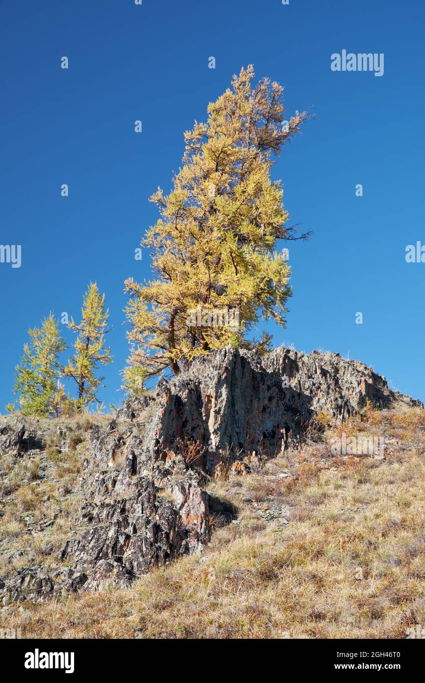 Altai autumn landscape with stones and yellow larch trees. Altai ...