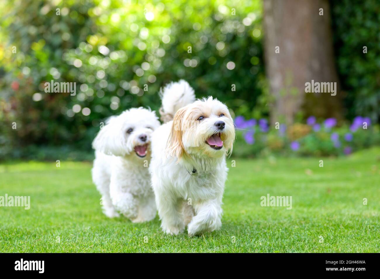 Two cute little white dogs romping in a garden on the lawn following ...