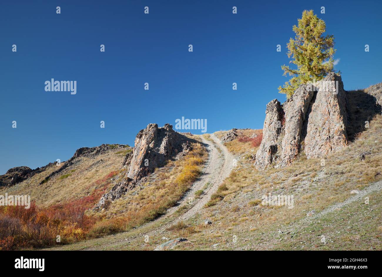 Altai autumn landscape with country road, rocks and yellow larch trees ...