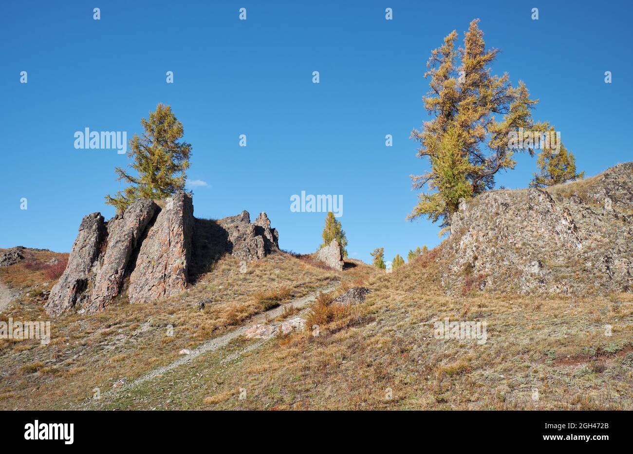 Altai autumn landscape with country road, rocks and yellow larch trees ...