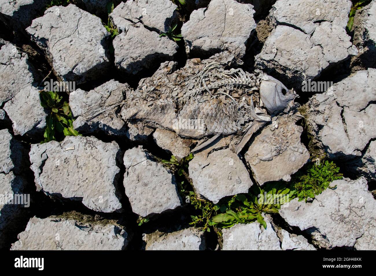 United States. 04th Sep, 2021. A dead fish laying on the cracking earth ...