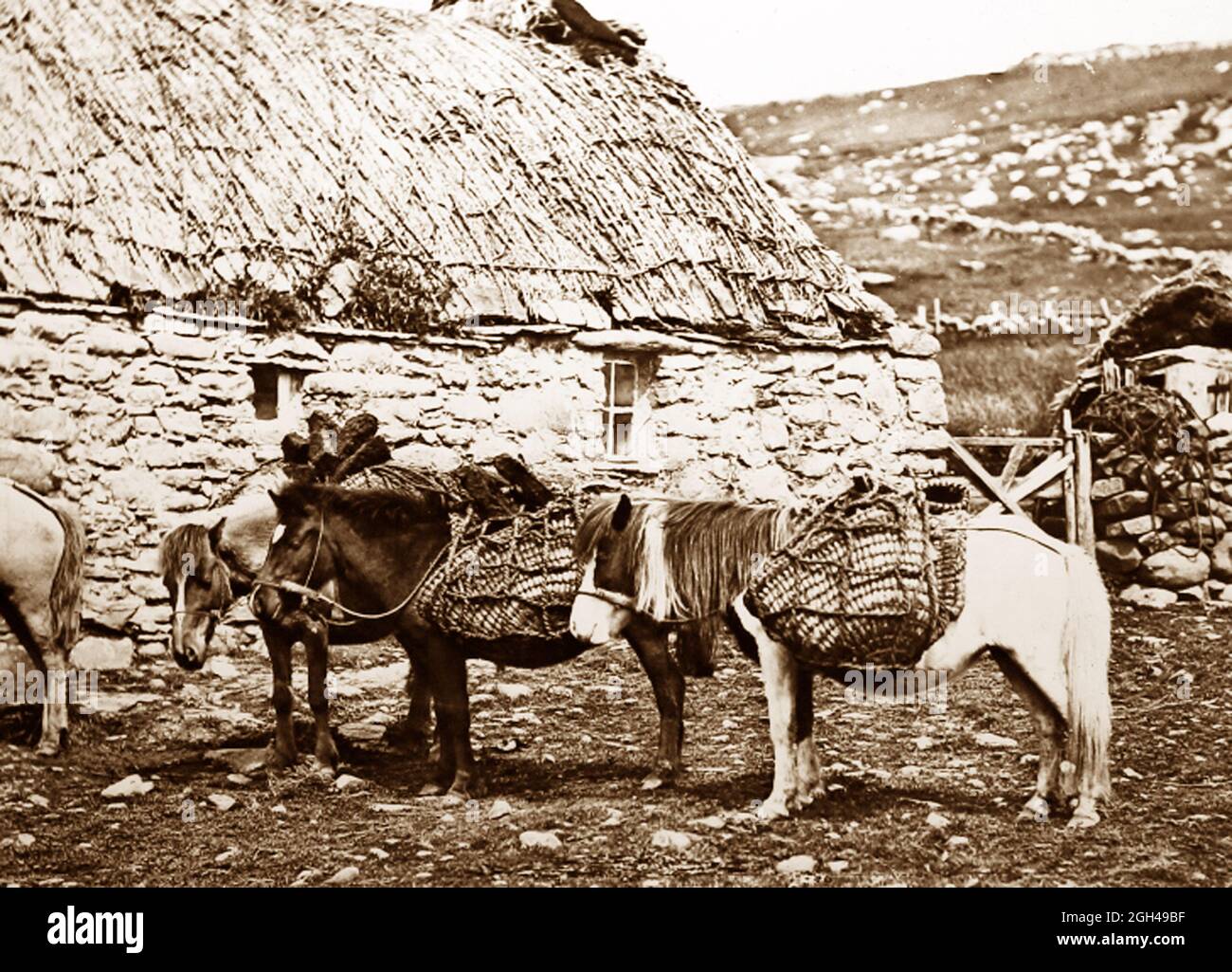 Shetland ponies and a croft, Shetland Isles, Scotland, Victorian period ...