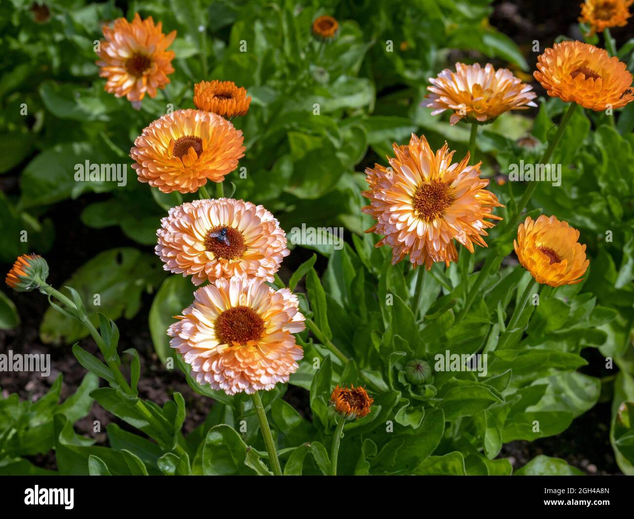 Pretty marigold flowers, Calendula officinalis Pink Surprise Stock ...