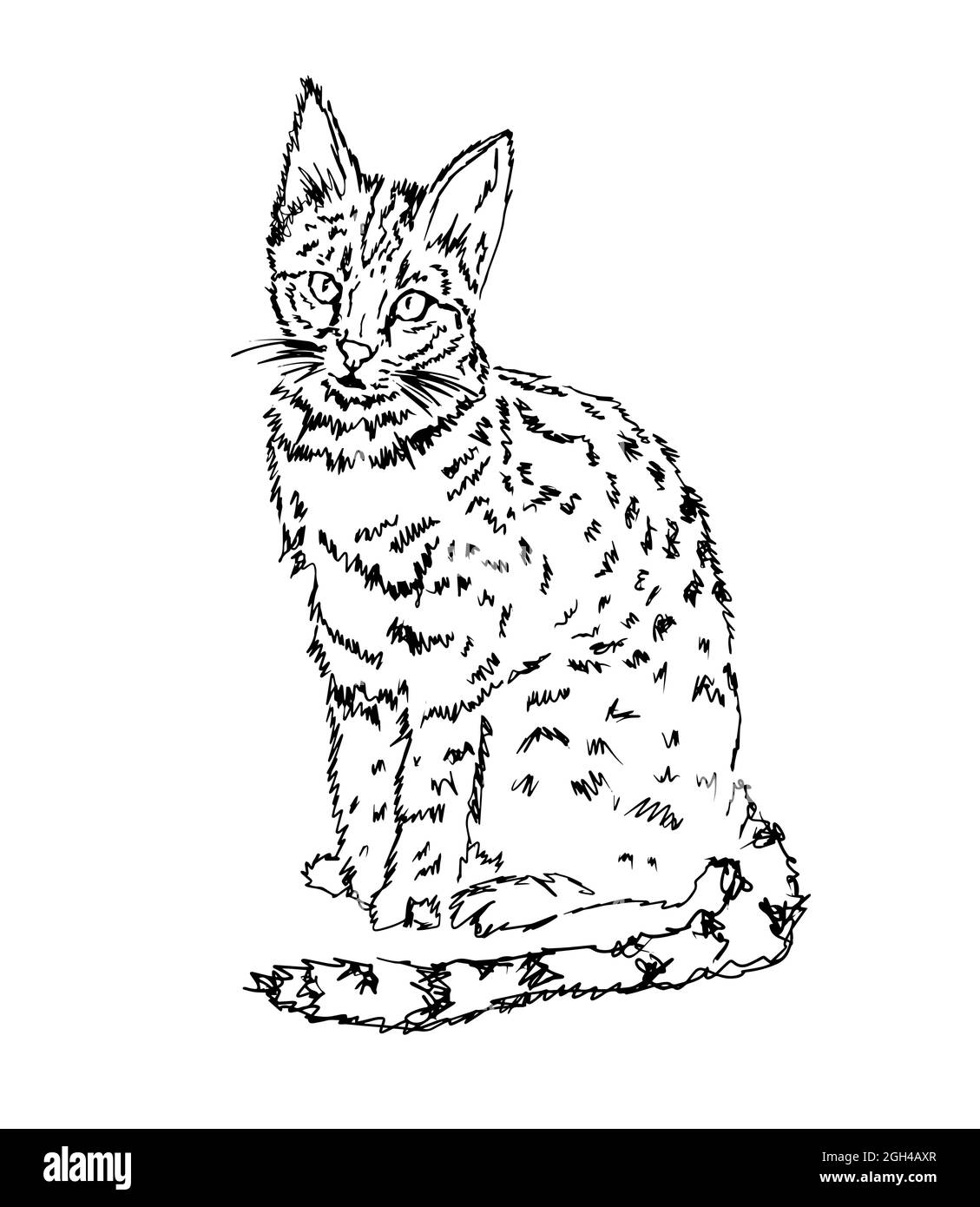 Handmade drawing of a cat. Vector illustration Stock Vector Image & Art ...