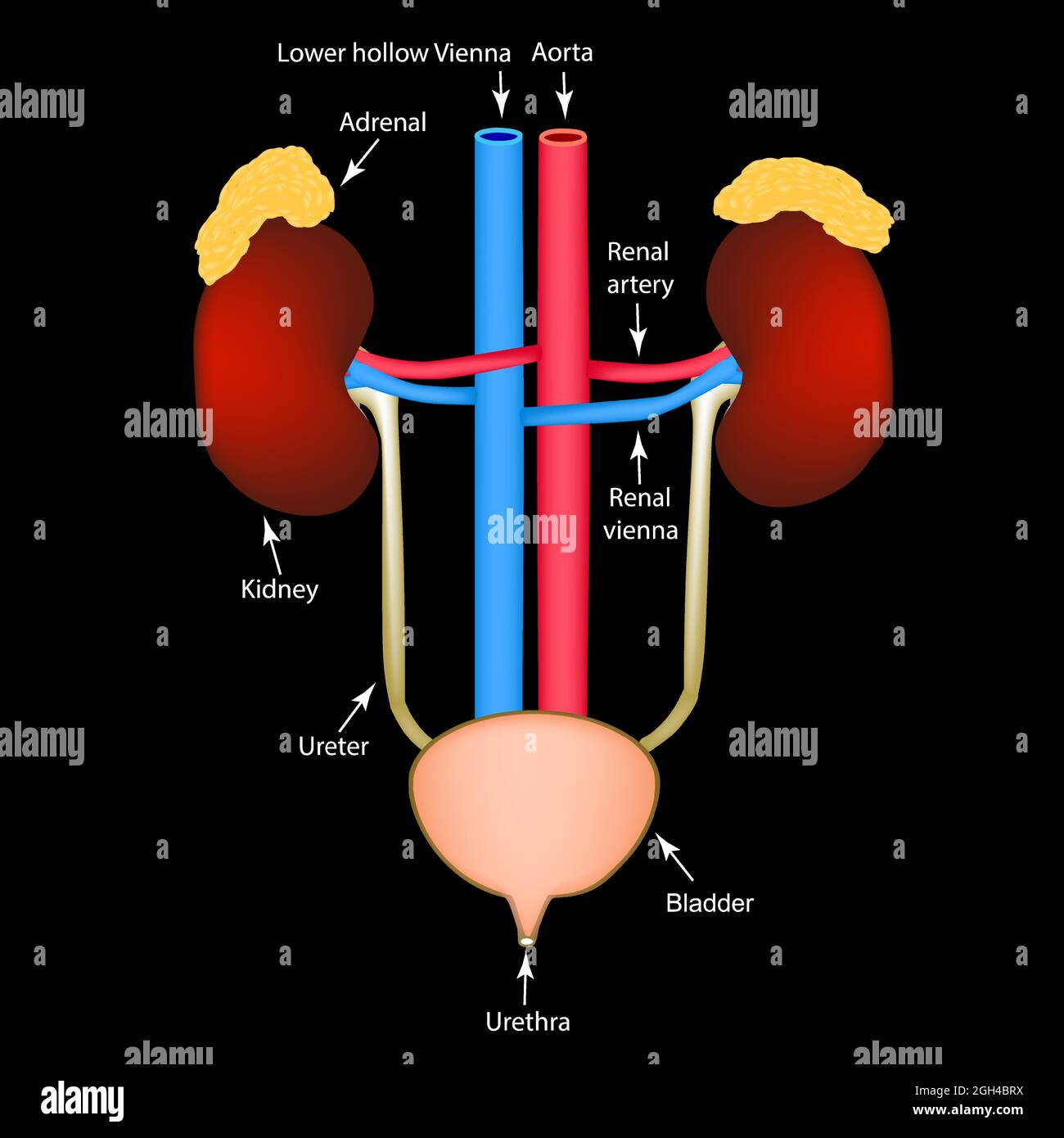 Excretory System Diagram