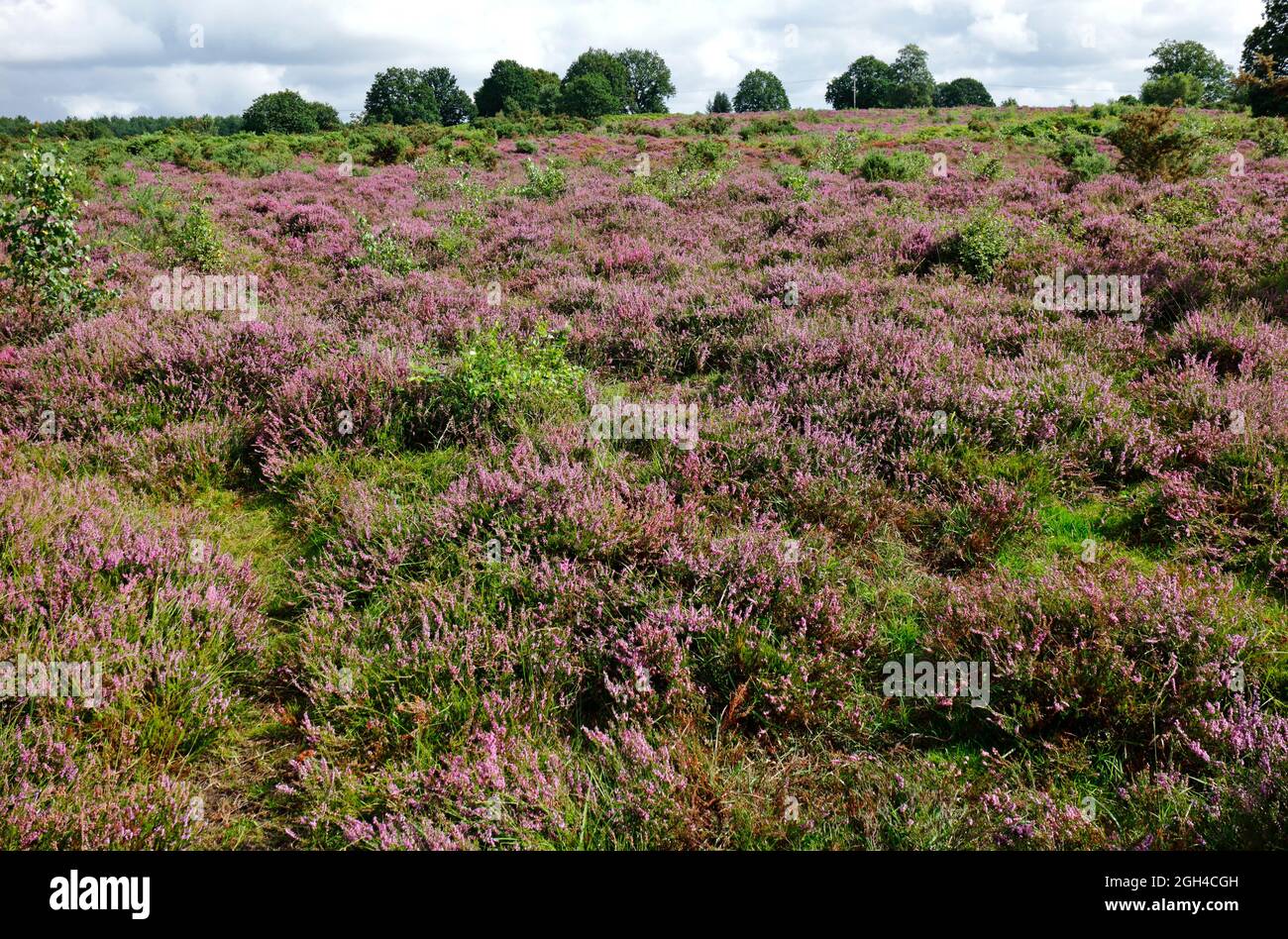 A view of the SSSI and Nature Reserve of Buxton Heath with heather in ...