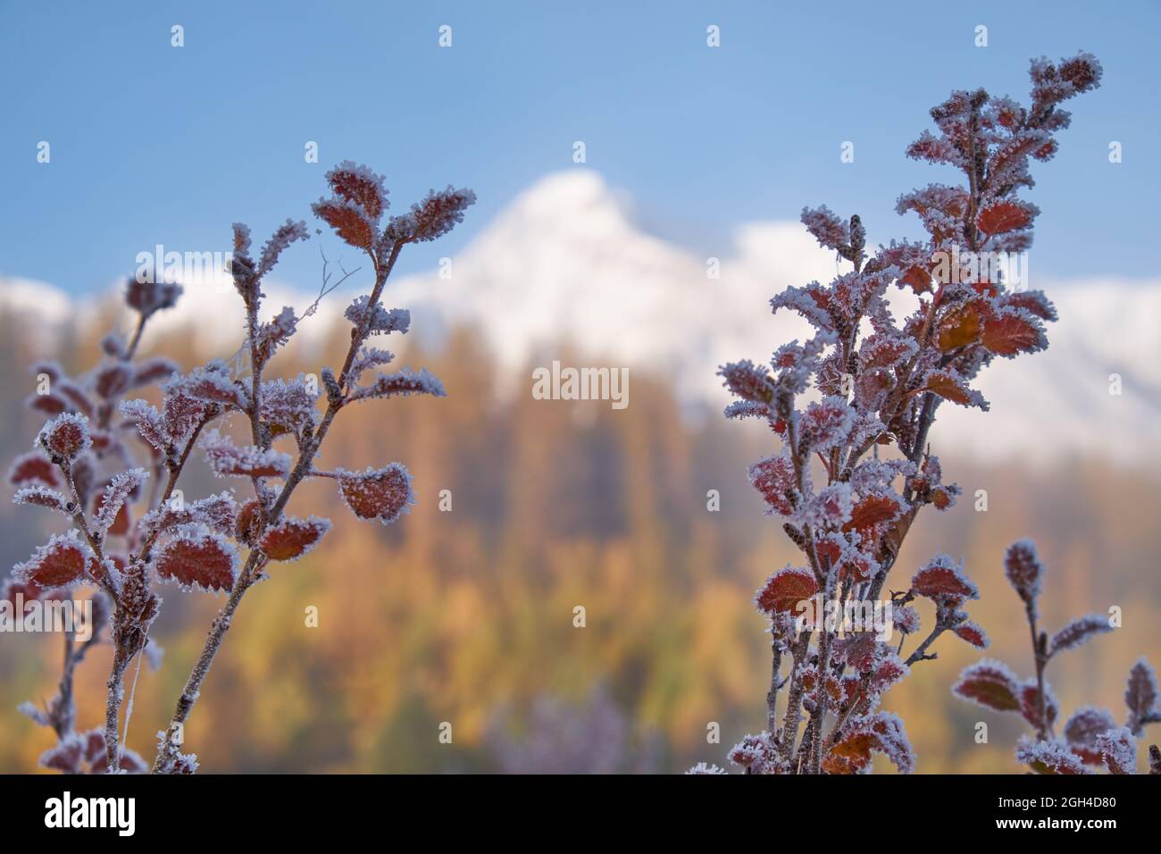 Frozen alder leaves under hoarfrost. North Chuiskiy Ridge snow ...