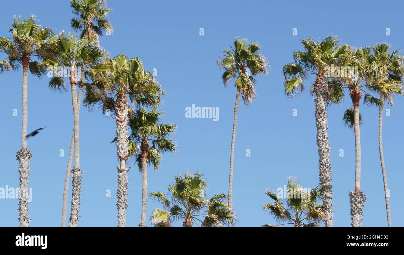 Palms in Los Angeles, California, USA. Summertime aesthetic of Santa ...
