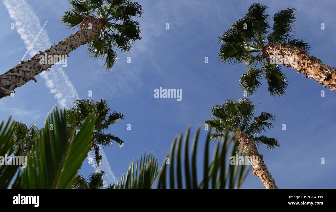 Palms in Los Angeles, California, USA. Summertime aesthetic of Santa ...