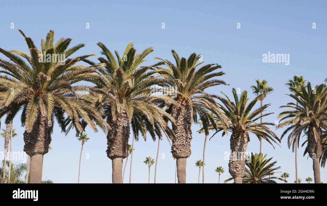 Palms in Los Angeles, California, USA. Summertime aesthetic of Santa ...