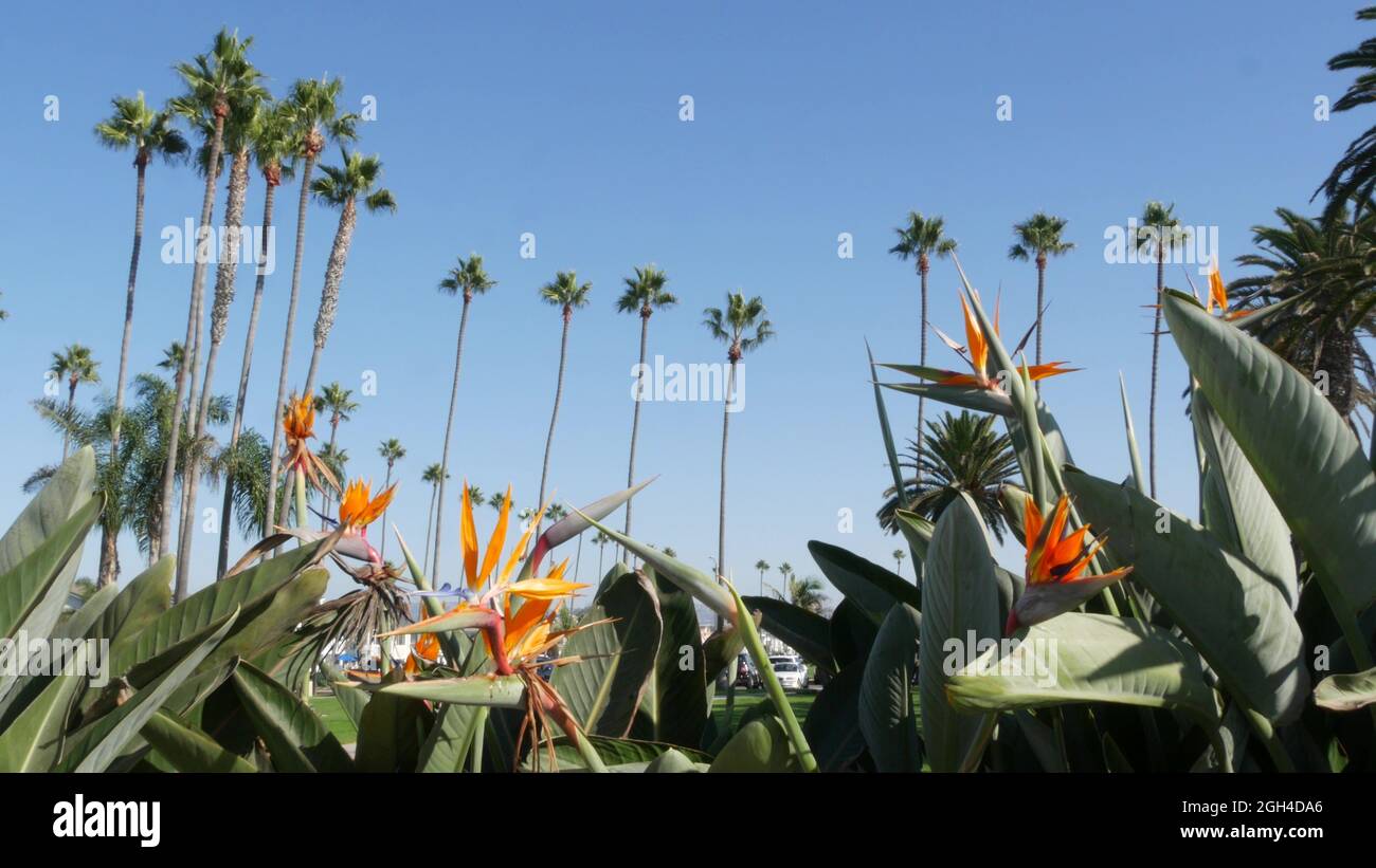 Palms in Los Angeles, California, USA. Summertime aesthetic of Santa ...