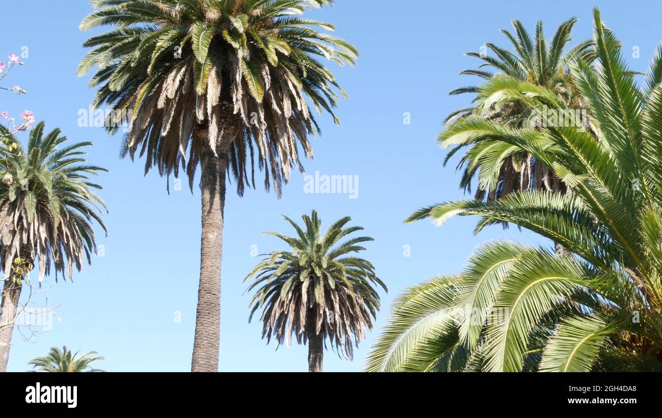 Palms in Los Angeles, California, USA. Summertime aesthetic of Santa ...