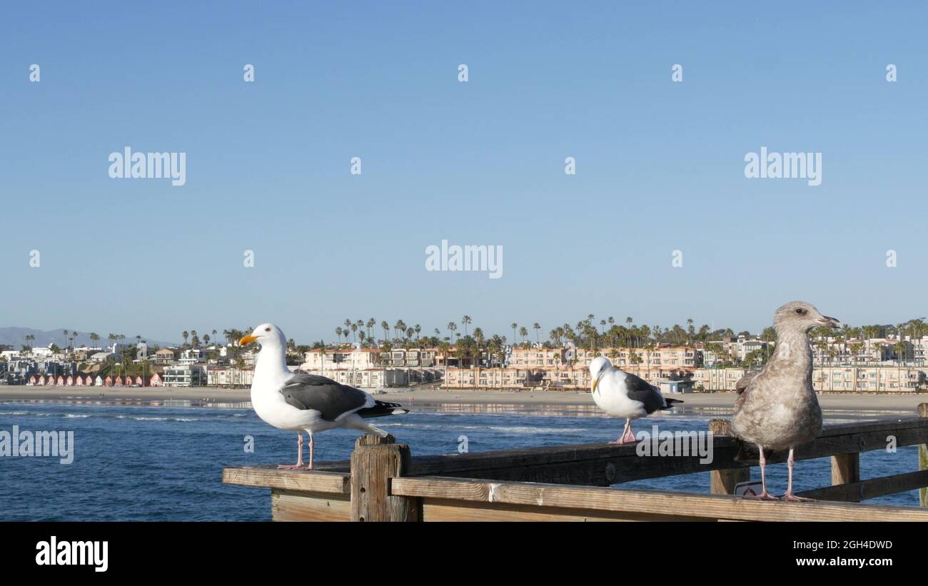 Seagull on wooden pier railings. Bird close up and palm trees in ...