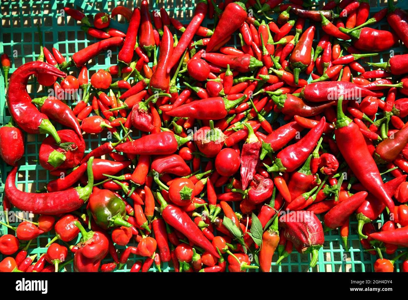 Varieties of chili pepper hi-res stock photography and images - Alamy