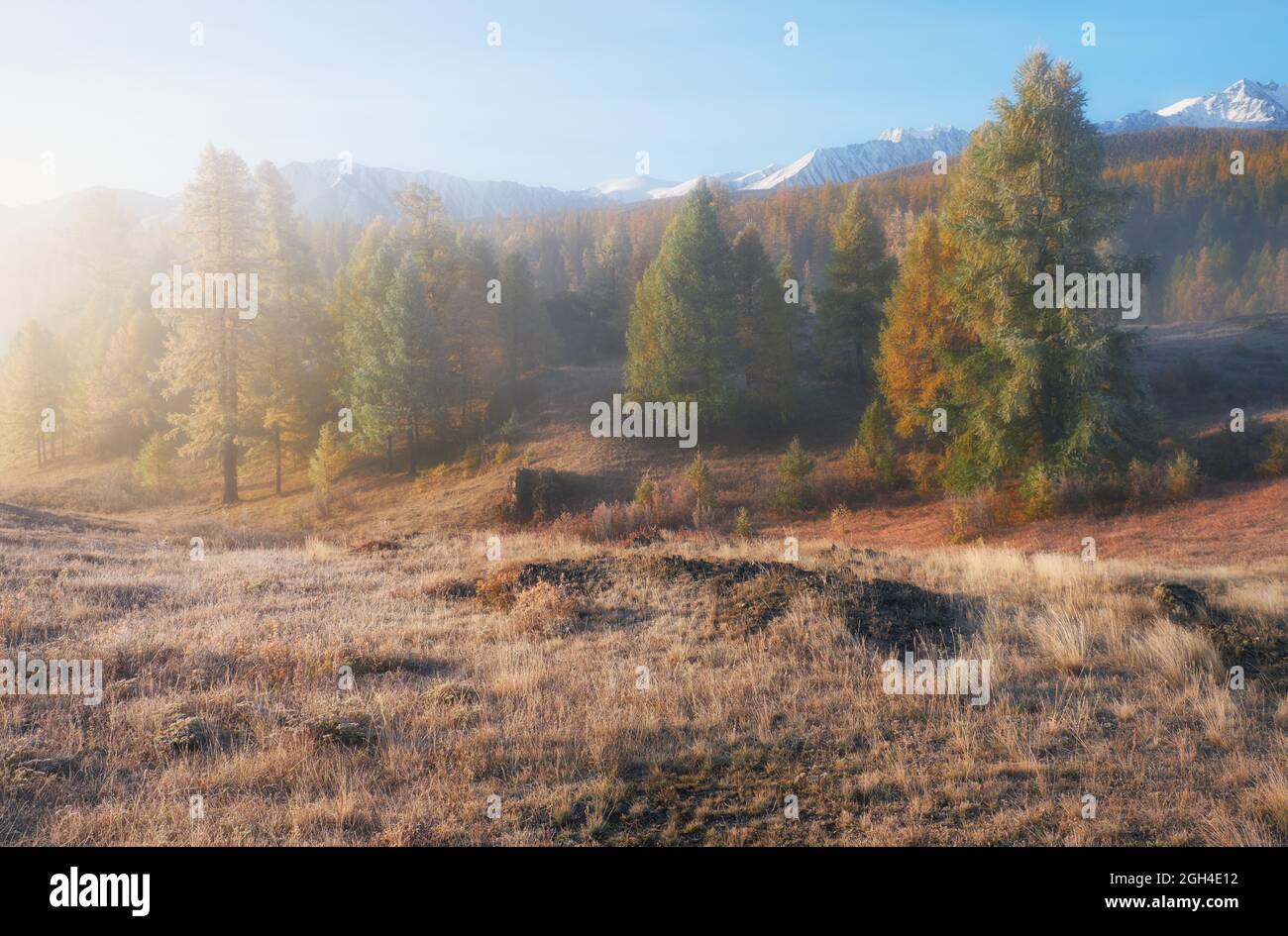 Eshtykel plateau under morning fog. Yellow larch forest is on ...