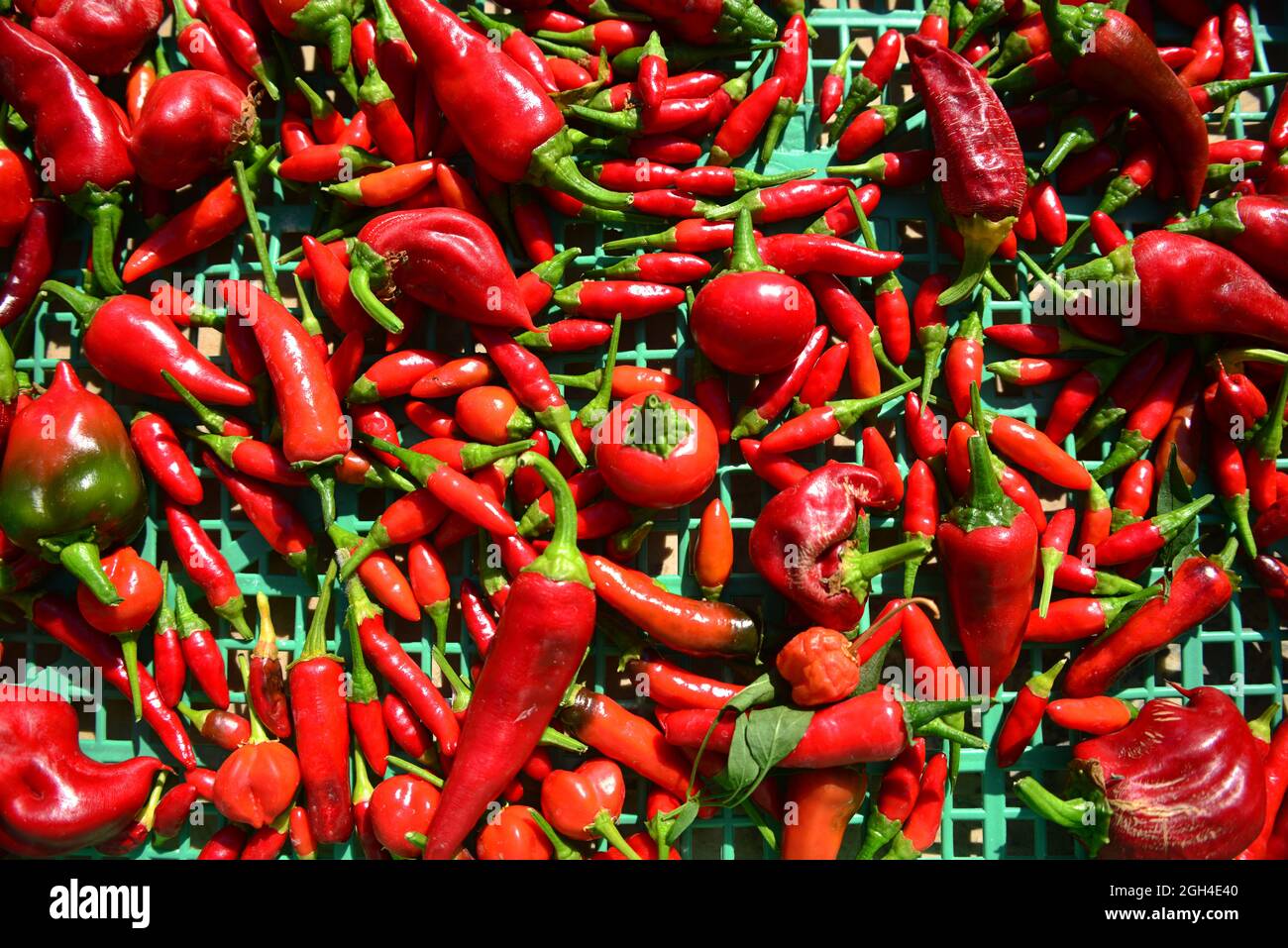 Varieties of chili pepper hi-res stock photography and images - Alamy