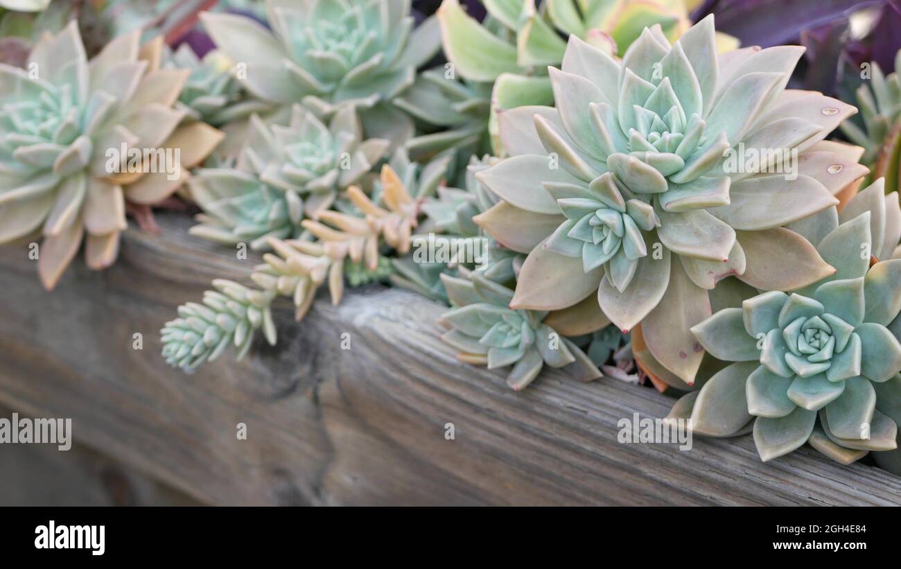 Succulent plants collection, gardening in California, USA. Home garden ...