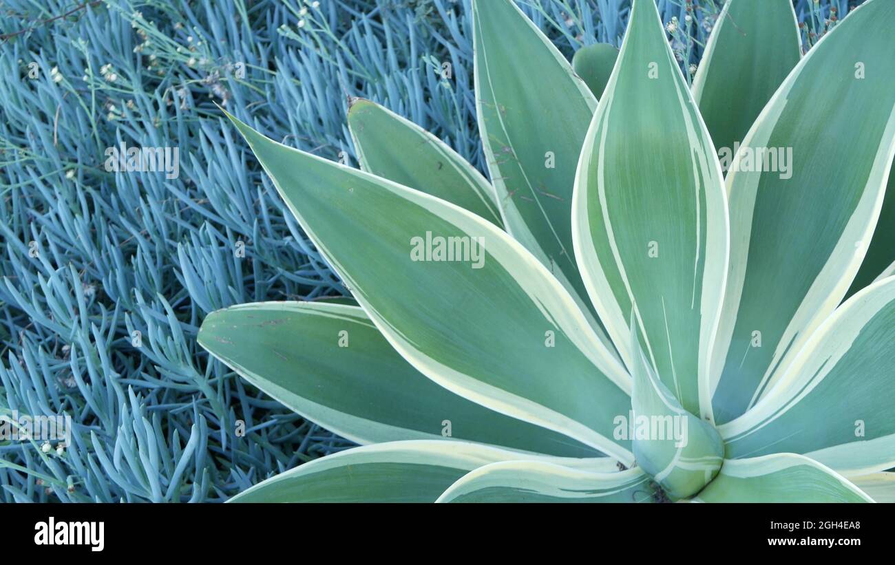Blue agave leaves, succulent gardening in California, USA. Home garden ...