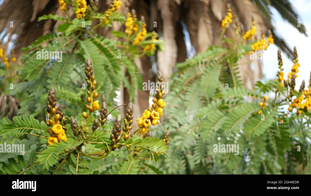 African senna flowers blossom, gardening in California, USA. Natural ...