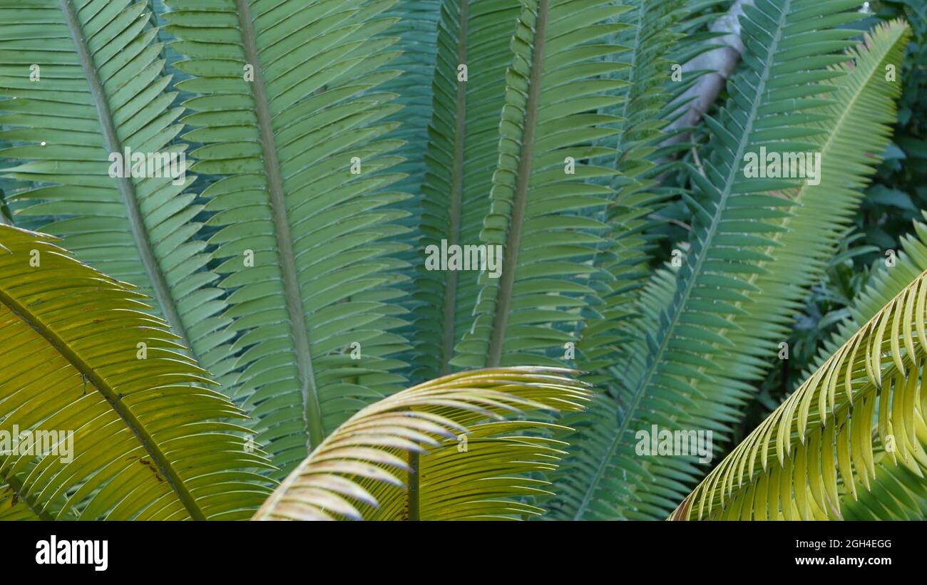Wood’s cycad hi-res stock photography and images - Alamy