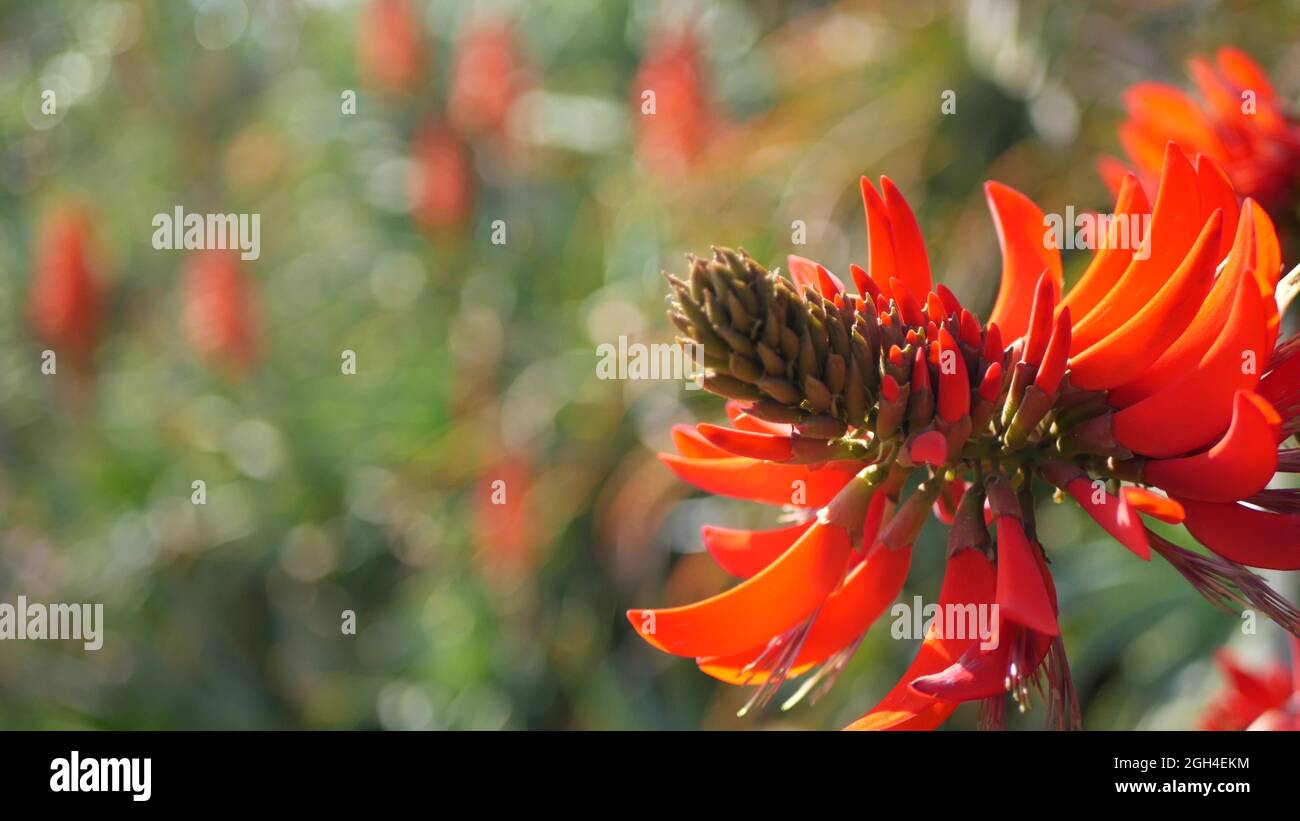 Coral tree red flower in garden, California USA. Erythrina flame tree ...