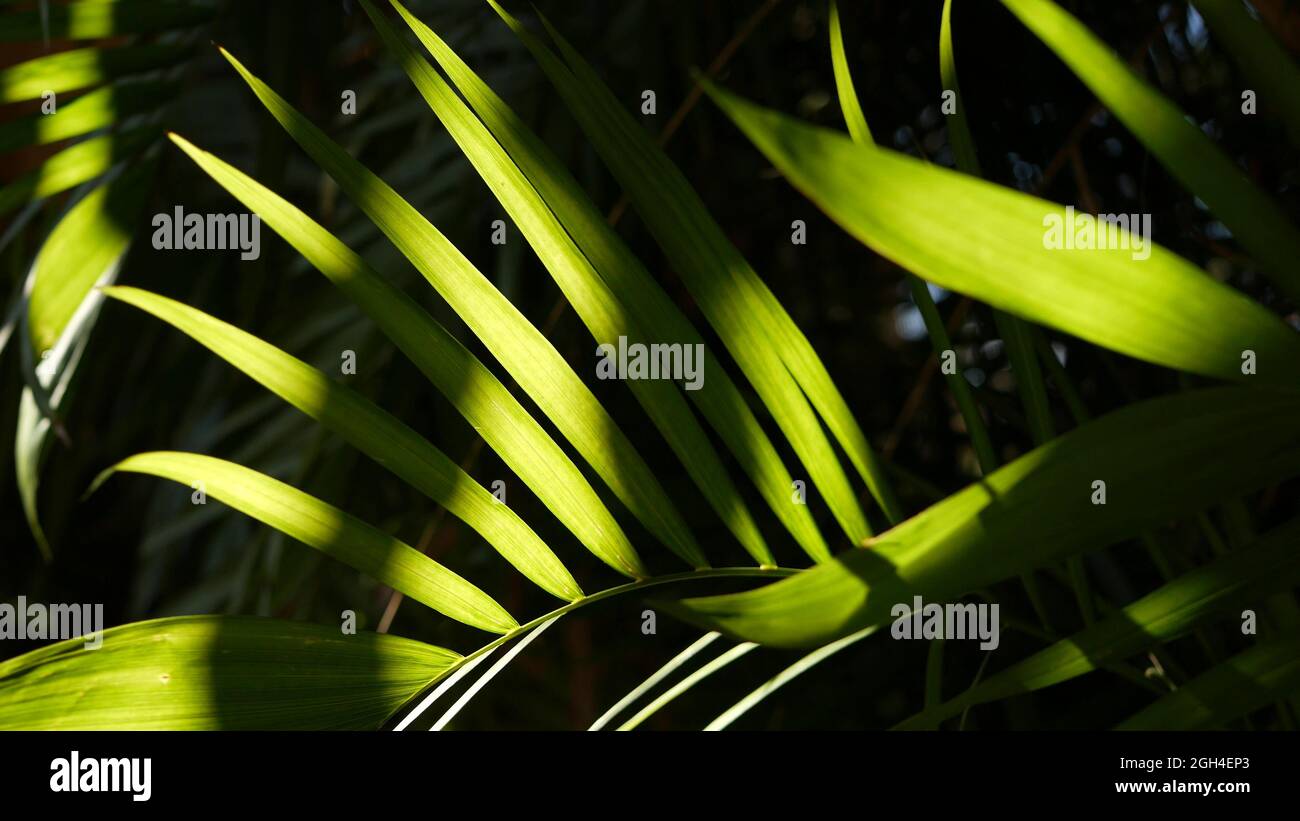 Exotic jungle rainforest tropical atmosphere. Palm fresh juicy frond ...