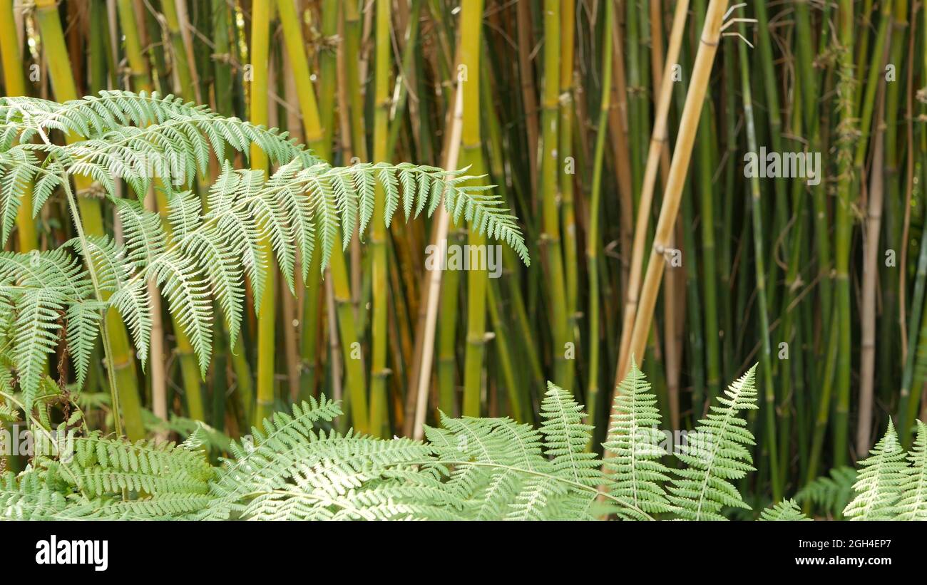 Bamboo forest, exotic asian tropical atmosphere. Green trees in ...