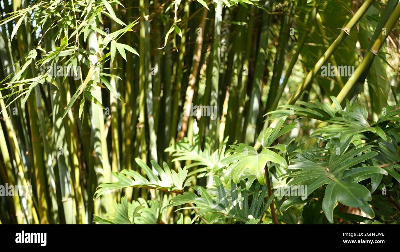Bamboo forest, exotic asian tropical atmosphere. Green trees in ...