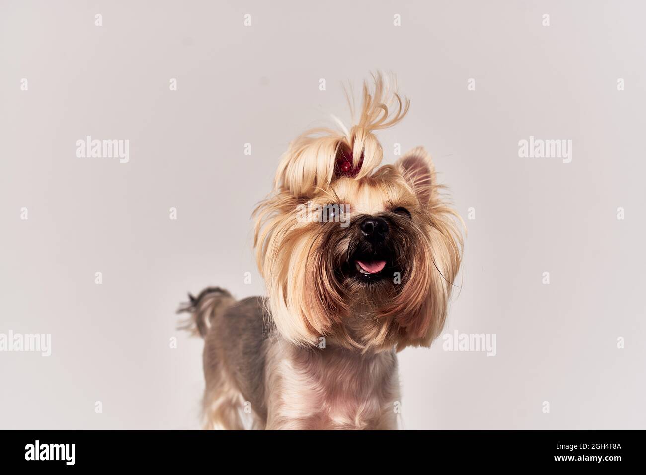 pedigree dog hairstyle for animals Studio Stock Photo - Alamy