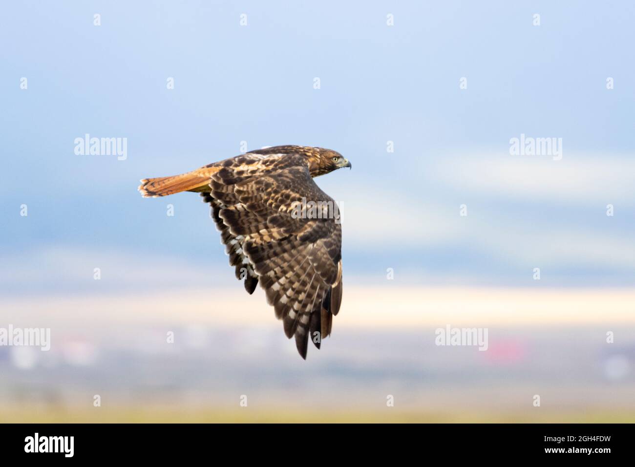 Red tailed hawk hi-res stock photography and images - Alamy