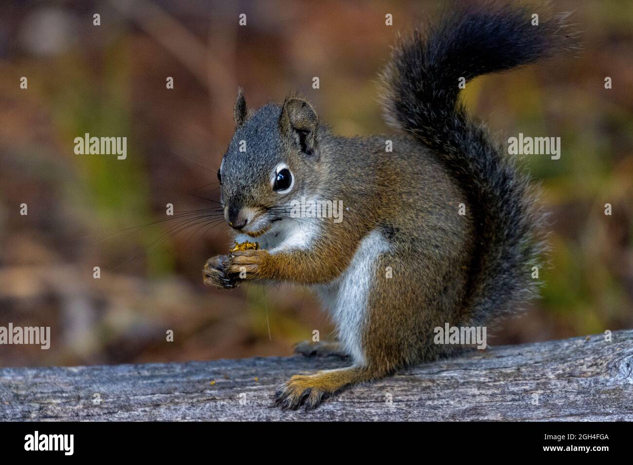 Chipmunk looking camera hi-res stock photography and images - Alamy