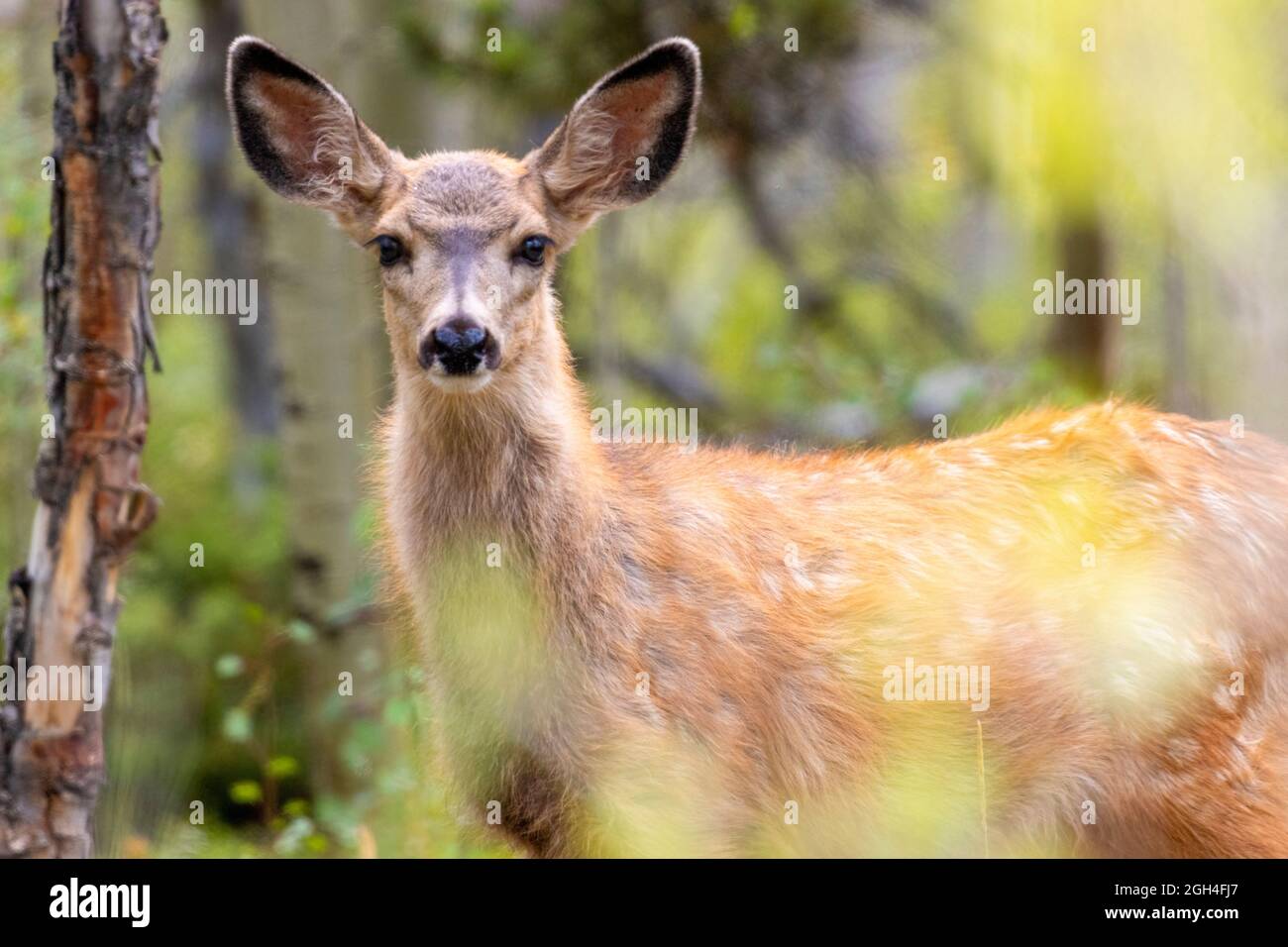 Wildlife in wilderness hi-res stock photography and images - Alamy