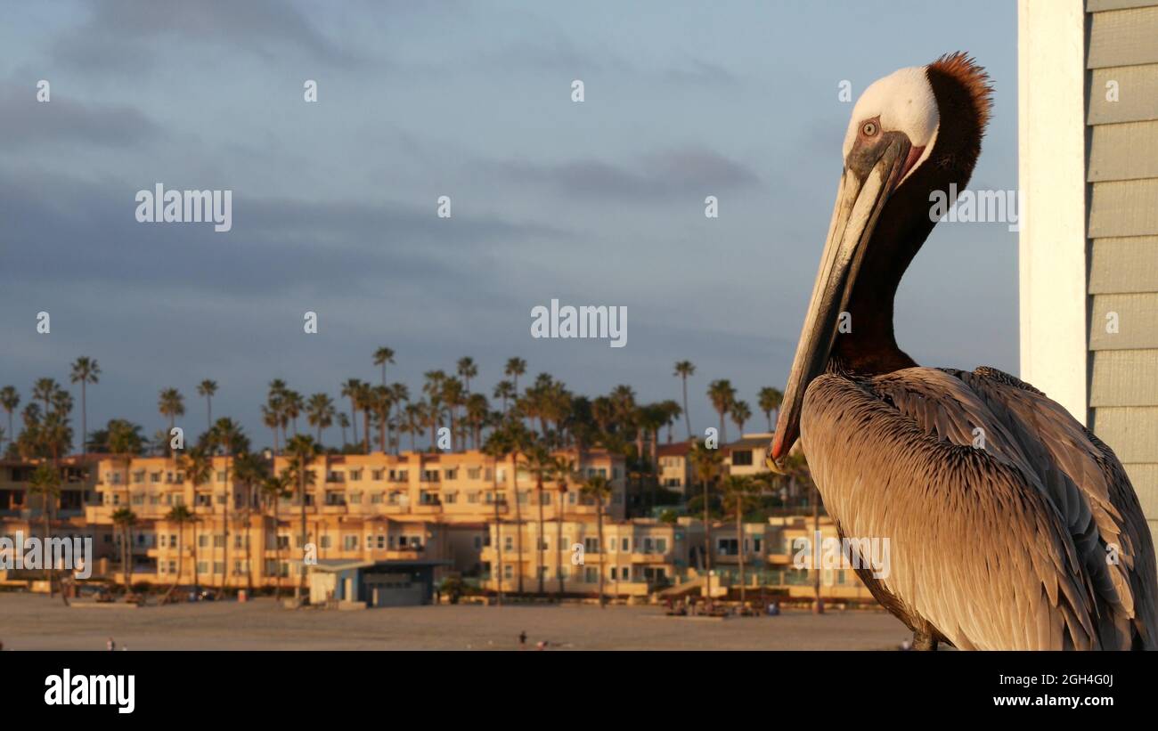 Wild brown pelican on wooden pier railing, Oceanside boardwalk ...