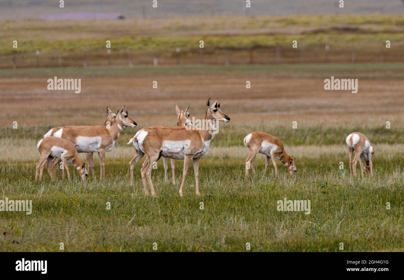 Pronghorn Antelope at Jefferson lake Colorado Stock Photo - Alamy