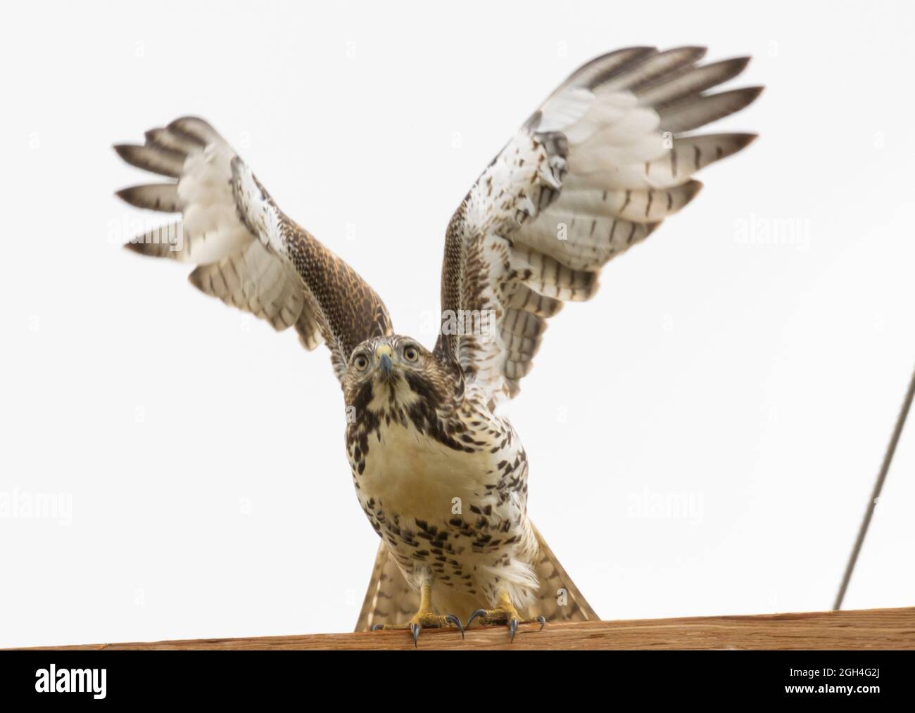 Red-tailed hawk in flight Stock Photo - Alamy