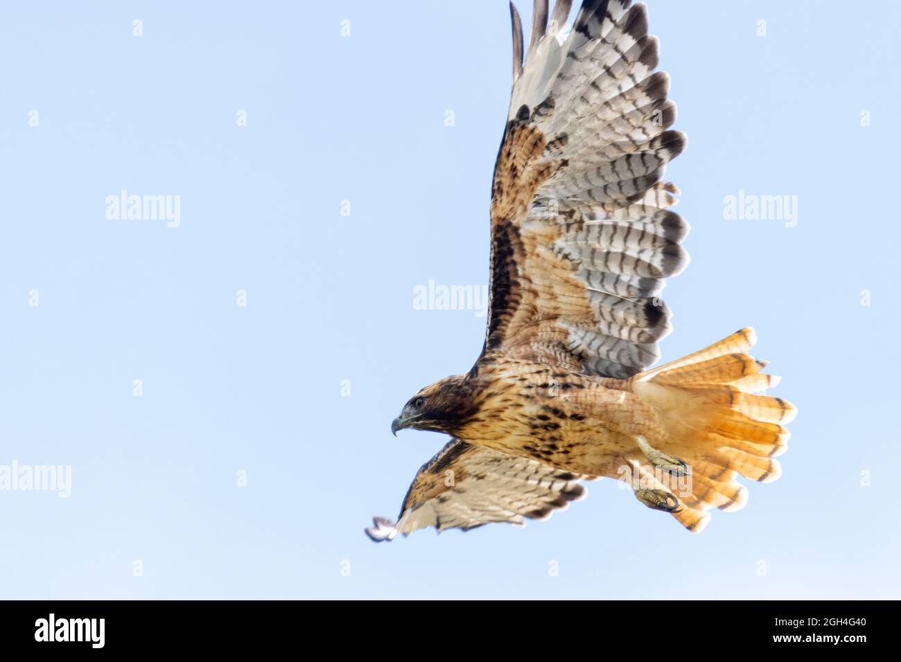 Red-tailed Hawk in the Pike National Forest of Colorado Stock Photo - Alamy