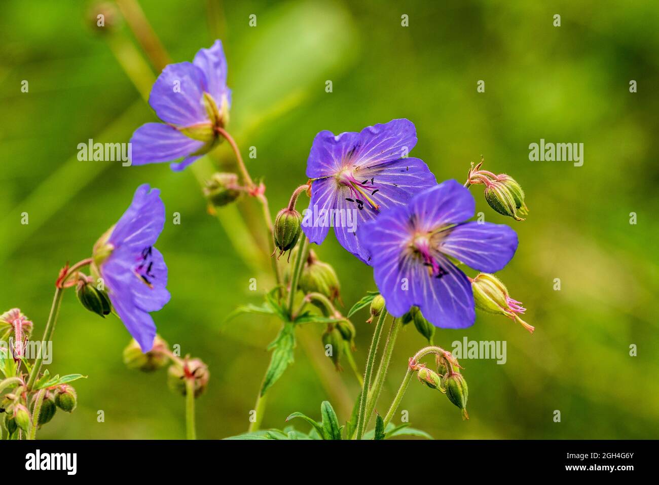 Blue Meadow Cranesbill (Geranium pratense Stock Photo - Alamy
