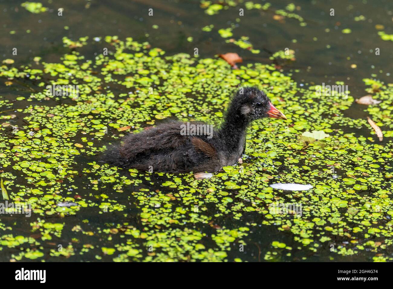Juvenile coot swimming in pondweed Stock Photo - Alamy