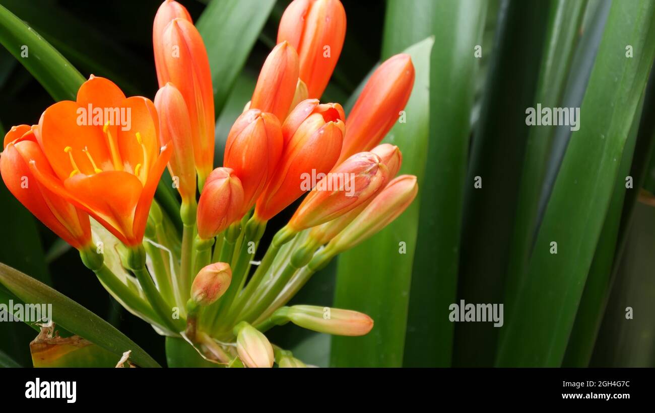 Natal bush kafir lily flower, California, USA. Clivia miniata orange flamboyant exotic fiery ...