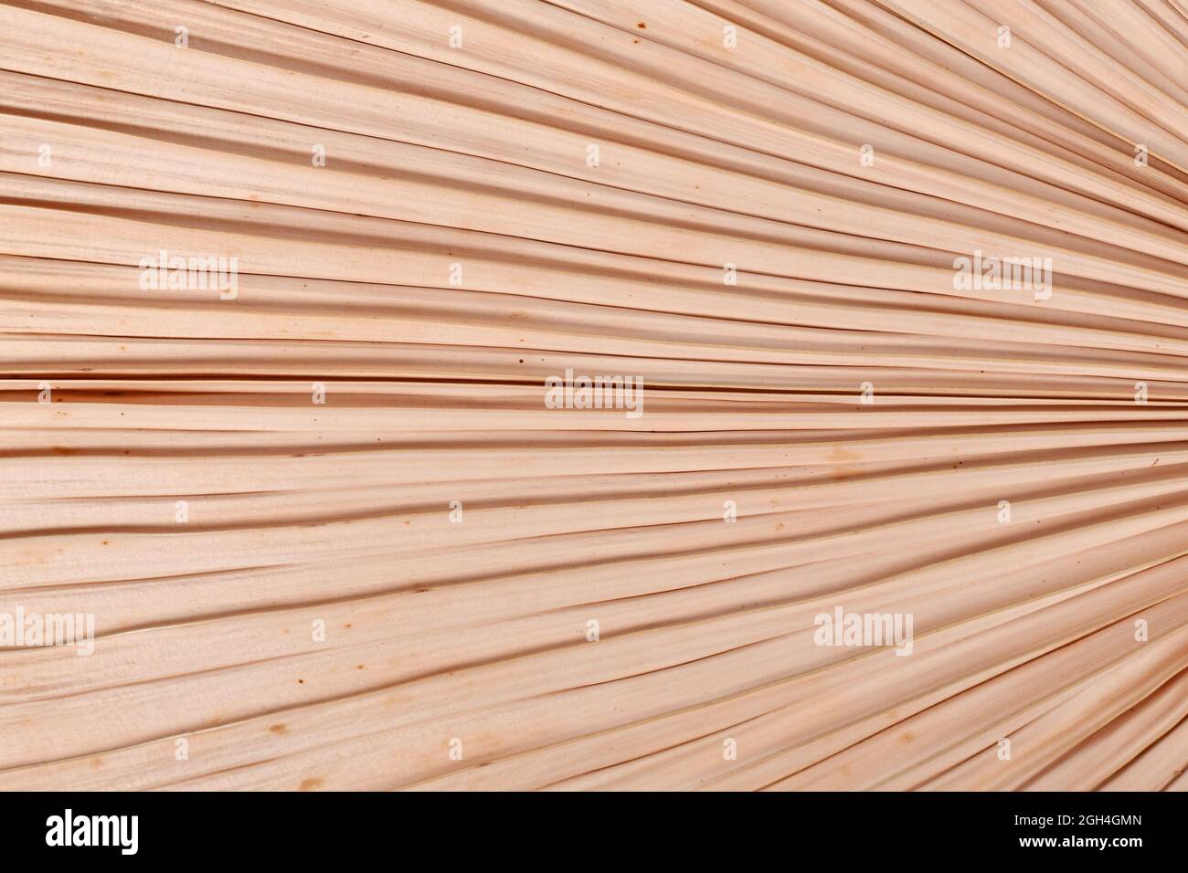 Natural palm hi-res stock photography and images - Alamy