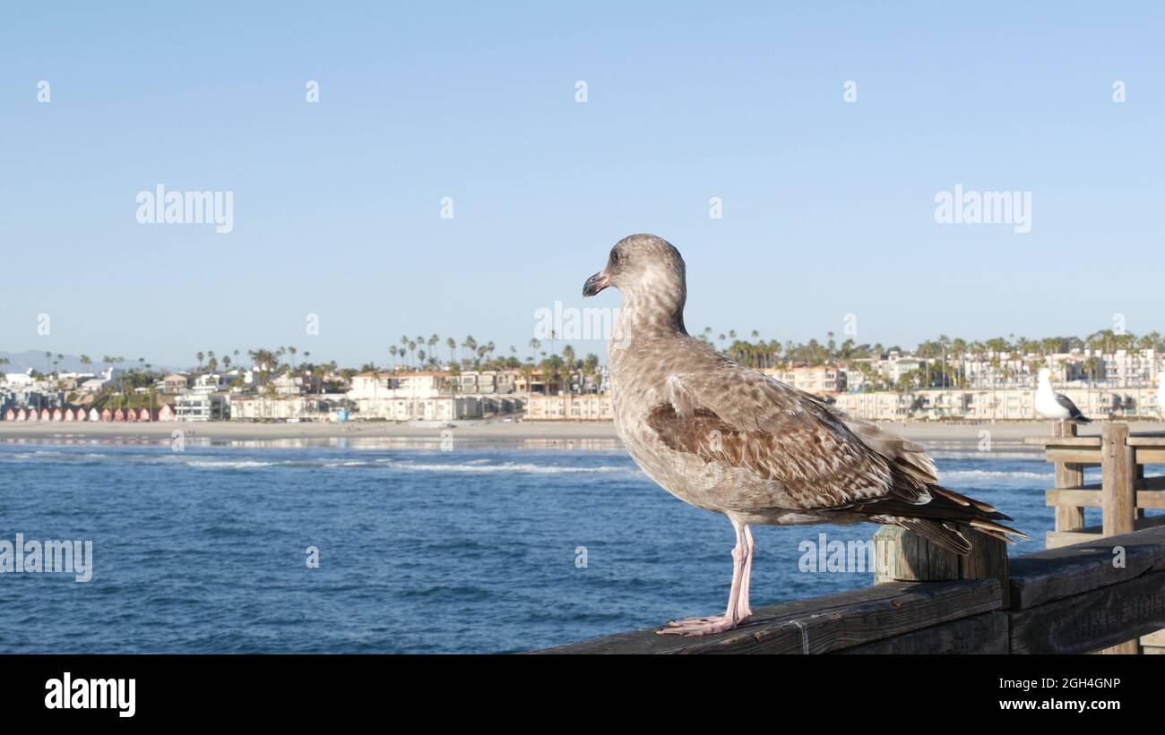 Seagull on wooden pier railings. Bird close up and palm trees in ...